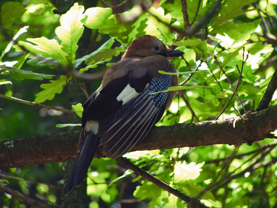 Everything you need to know about general licenses - Gun Trade News